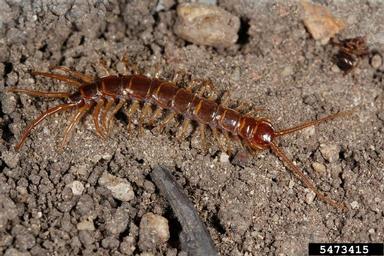 Chilopoda Examples