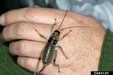 Giant Weta Cricket