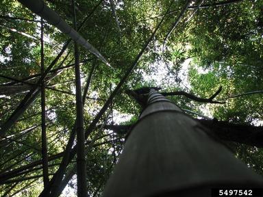 Japanese Timber Bamboo Plant
