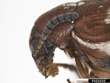 seed bruchid beetle, Bruchus elegans (Coleoptera: Bruchidae) - 5502205