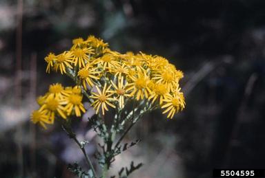Wild Spotter - Mapping Invasives in America's Wild Places