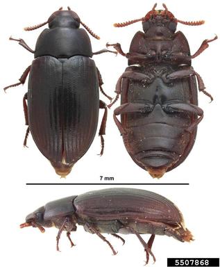 Alphitobius diaperinus - Alchetron, The Free Social Encyclopedia