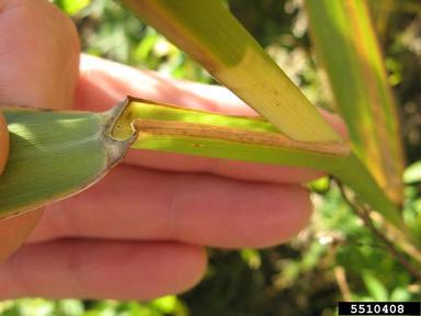 common reed (European) – IBiocontrol