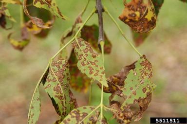 Ash Leaf Spots