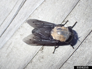 Western Horse Fly Tabanus Punctifer Tabanidae Diptera Horse Fly