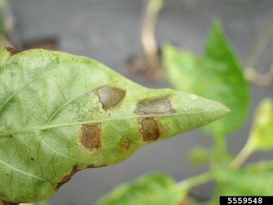 Xanthomonas Spp 5 Xanthomonas Spp Images, Stock Photos, 3D Objects,