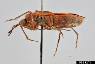 Categoryphysopelta Gutta Wikimedia Commons