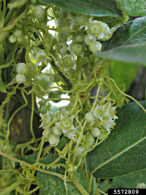 Cuscuta Chinensis