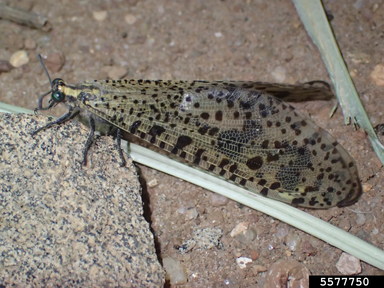 Giant Antlion Giant Antlions (Tribe Acanthaclisini) · INaturalist