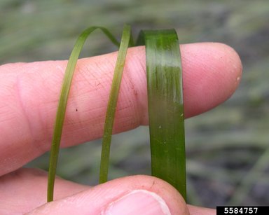 Zostera Japonica Zostera L. | Plants Of The World Online | Kew Science