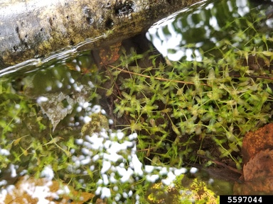 Lemna Trisulca
