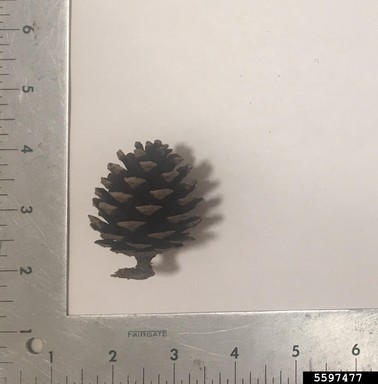 Shortleaf Pine Cone