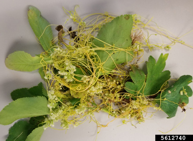 Cuscuta Chinensis