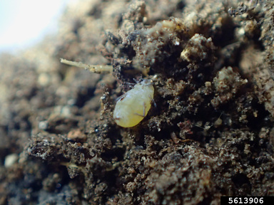 Root Aphid Eggs