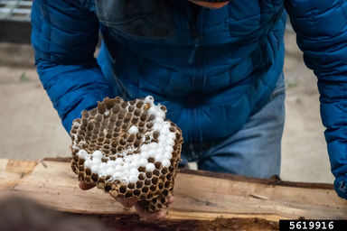 Asian Giant Hornet Swarm