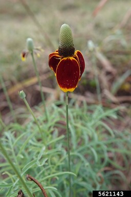 Ratibida Columnifera