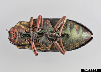 Buprestidae Ventral