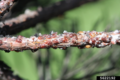 Needle Pine Tortoise Scale