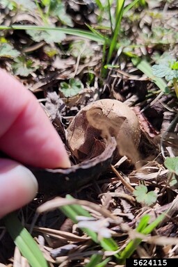 Phylum Basidiomycota Puffballs