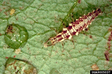 Neuroptera Larvae