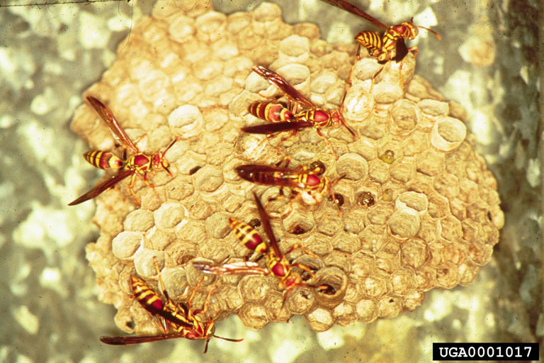 Hazards/The Social Wasps and Bees - Bugwoodwiki