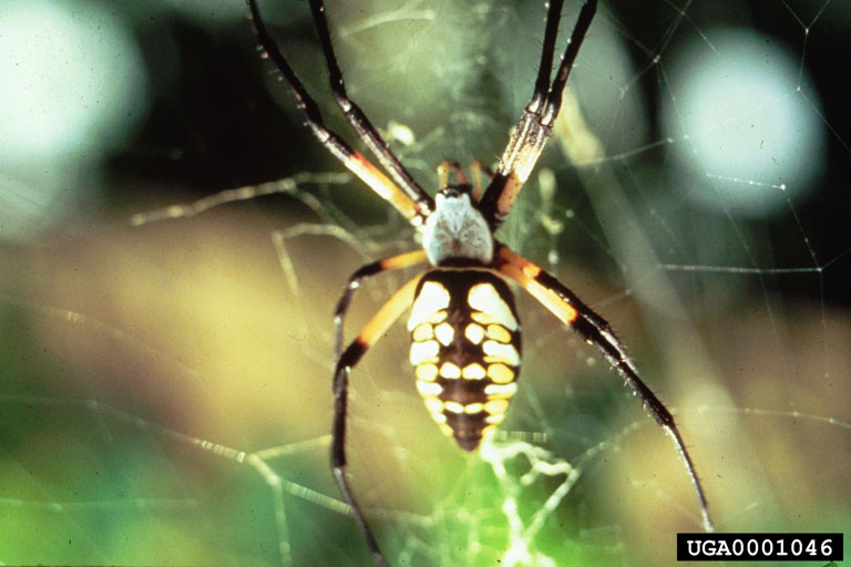 yellow garden spider (Argiope aurantia Lucas)