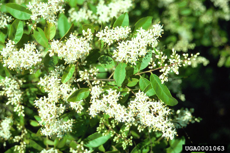Chinese privet (Ligustrum sinense Lour.)