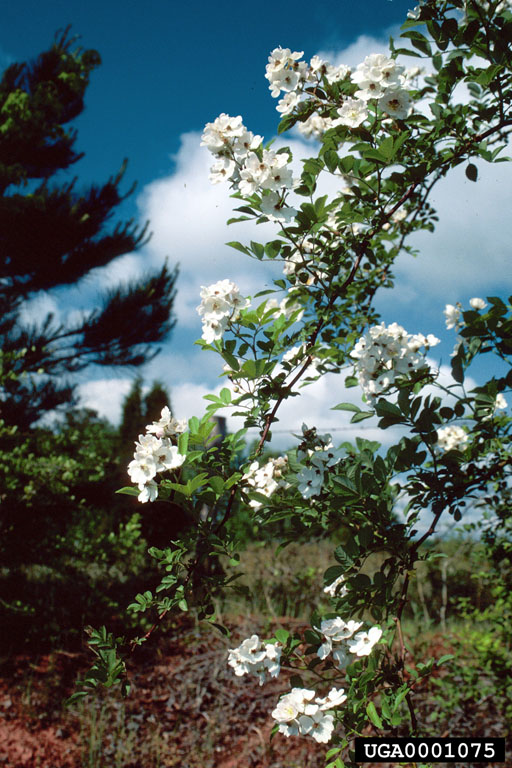 multiflora rose (Rosa multiflora Thunb.)