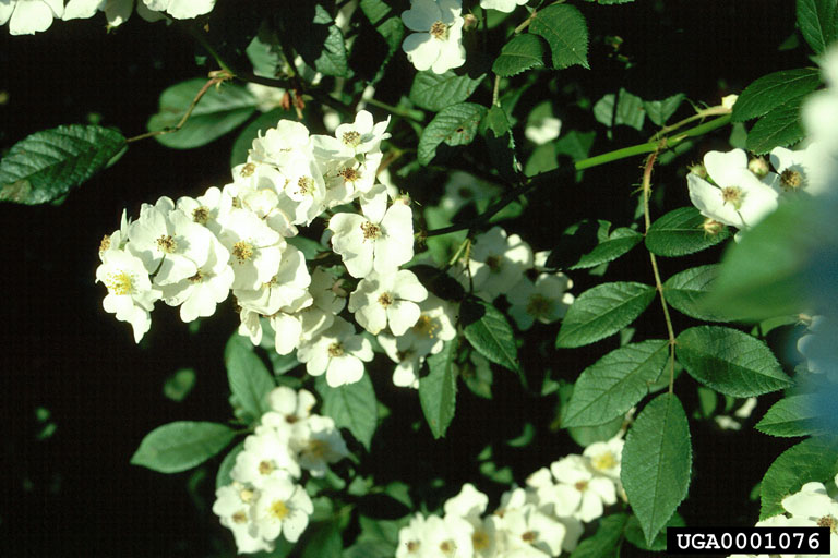 multiflora rose (Rosa multiflora Thunb.)