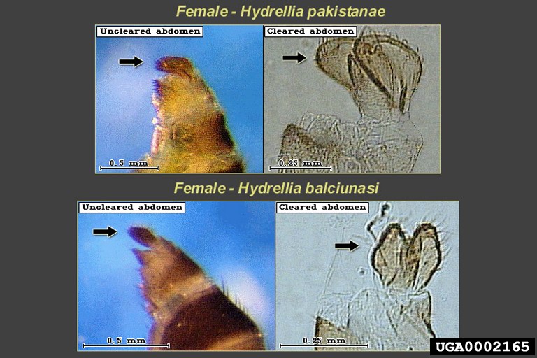 leaf-mining shore flies (Genus Hydrellia Robineau-Desviody 1830)