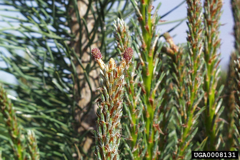 Scots pine (Pinus sylvestris L.)