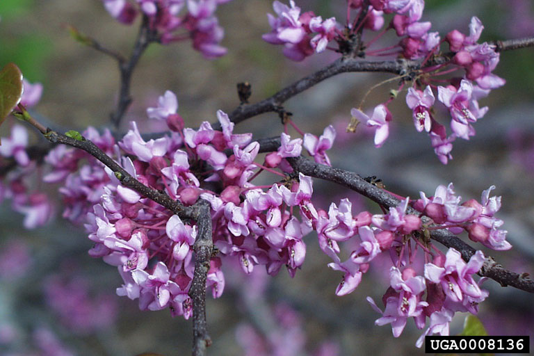 eastern redbud (Cercis canadensis Linnaeus)