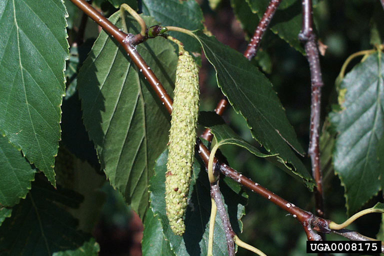 paper birch (Betula papyrifera Marsh.)