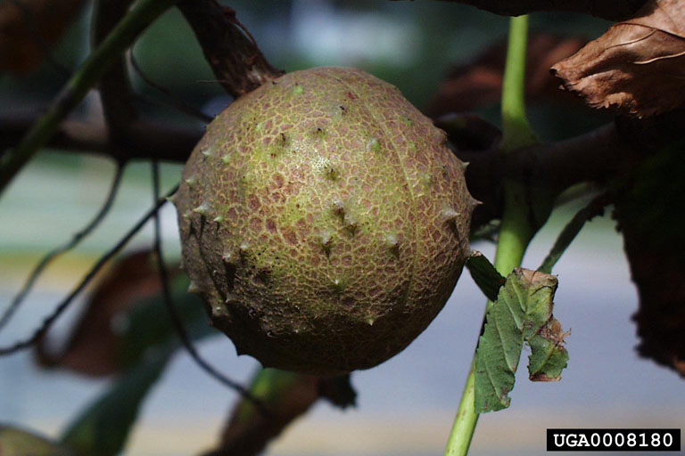 buckeye (Genus Aesculus L.)