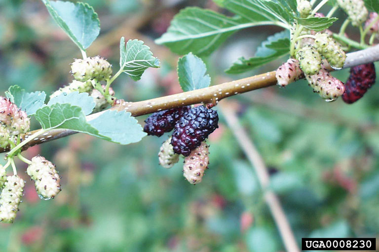 red mulberry (Morus rubra L.)