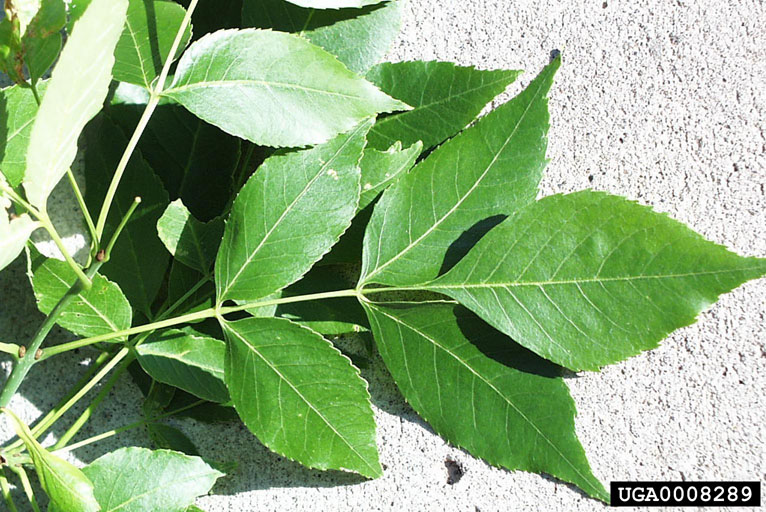 green ash (Fraxinus pennsylvanica)