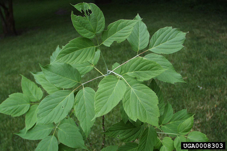 boxelder (Acer negundo L.)