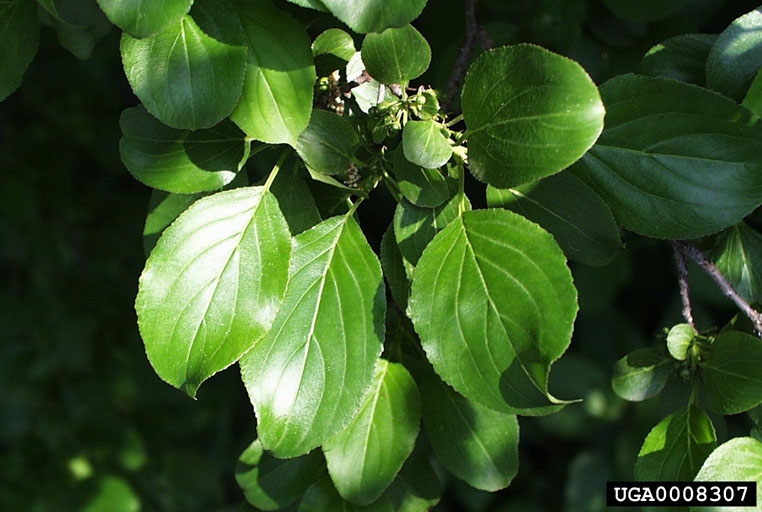 common buckthorn, European buckthorn (Rhamnus cathartica L.)