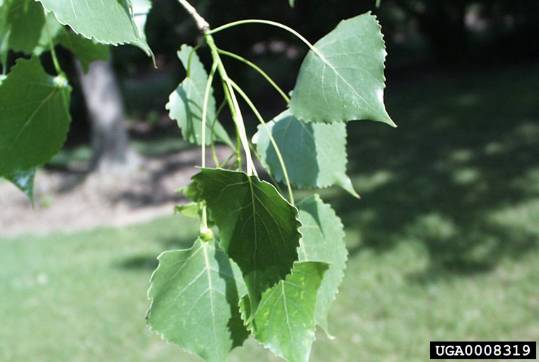 eastern cottonwood (Populus deltoides ssp. deltoides Bartram ex Marsh.)