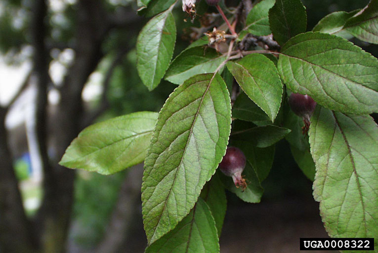 southern crabapple (Malus angustifolia P. Mill.)