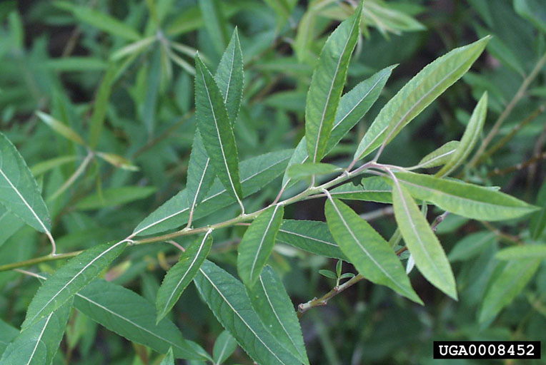 sandbar willow (Salix interior Rowlee)