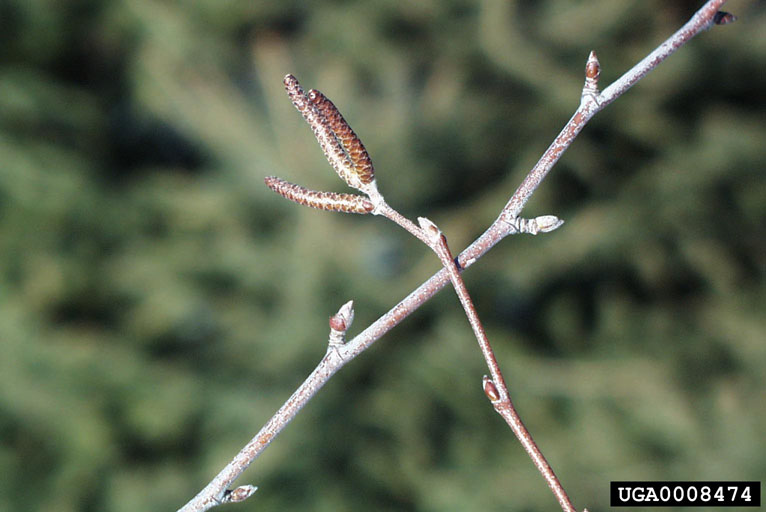 river birch (Betula nigra)
