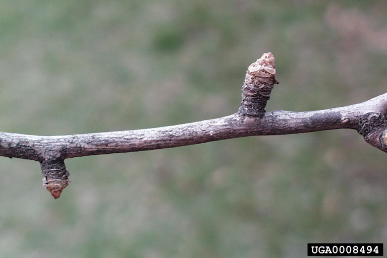 ginkgo (Ginkgo biloba L.)