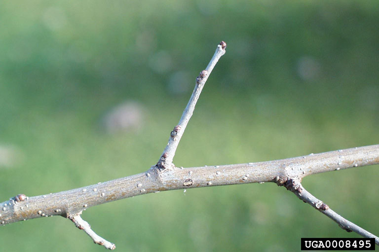 hackberry (Genus Celtis L.)