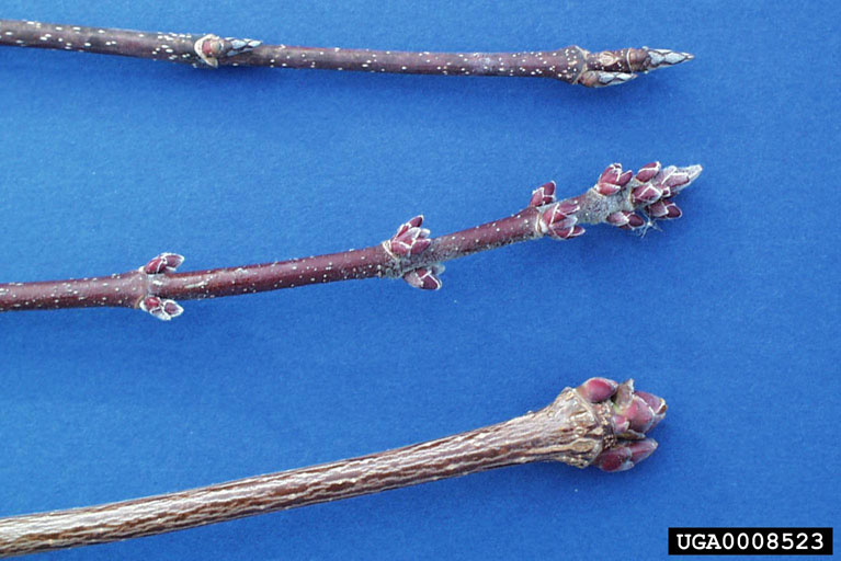 maple (Genus Acer L.)