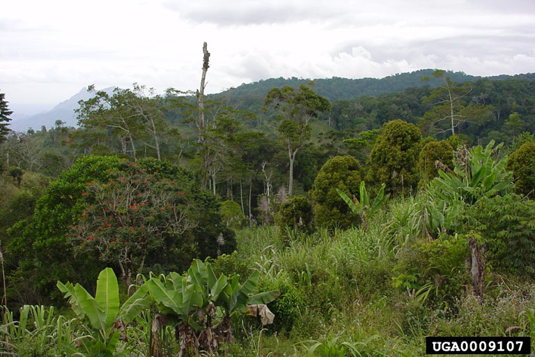 Eastern Arc Mountains