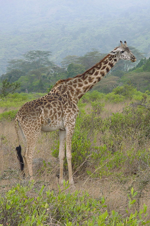 giraffe, Giraffa camelopardalis (Artiodactyla: Giraffidae) - 0009130