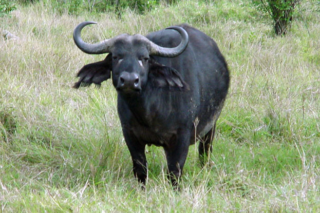 cape buffalo (Syncerus caffer caffer Sparrman)