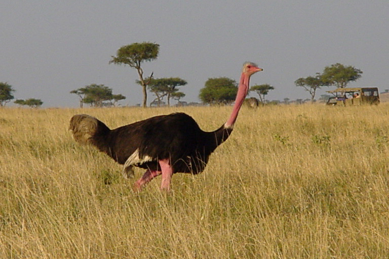 ostrich, Struthio camelus (Struthioniformes: Struthionidae) - 0009161
