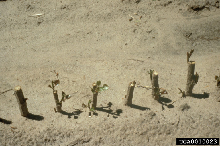 rooted/unrooted cuttings